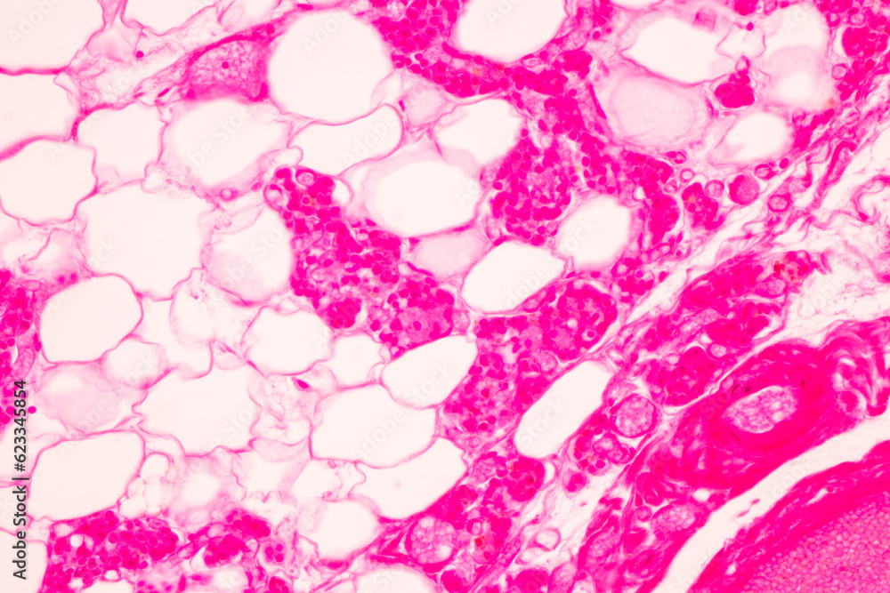 Showing Light micrograph of the Trachea, Thymus, Parathyroid gland and ...