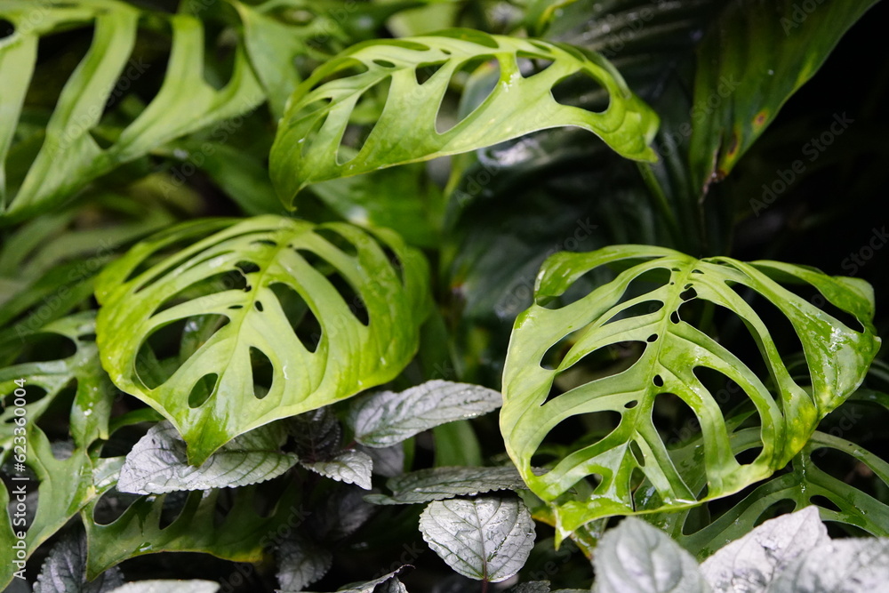Monstera deliciosa, the Swiss cheese plant or split-leaf philodendron ...
