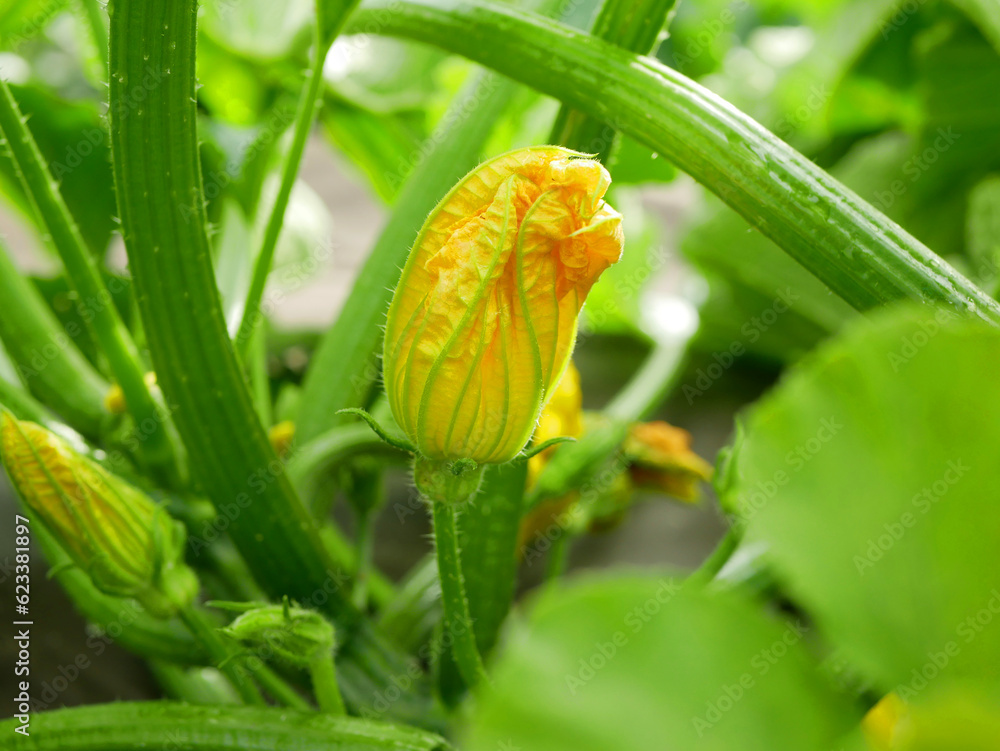 Pattypan flower squash patty pan blossom field with organic Cucurbita ...
