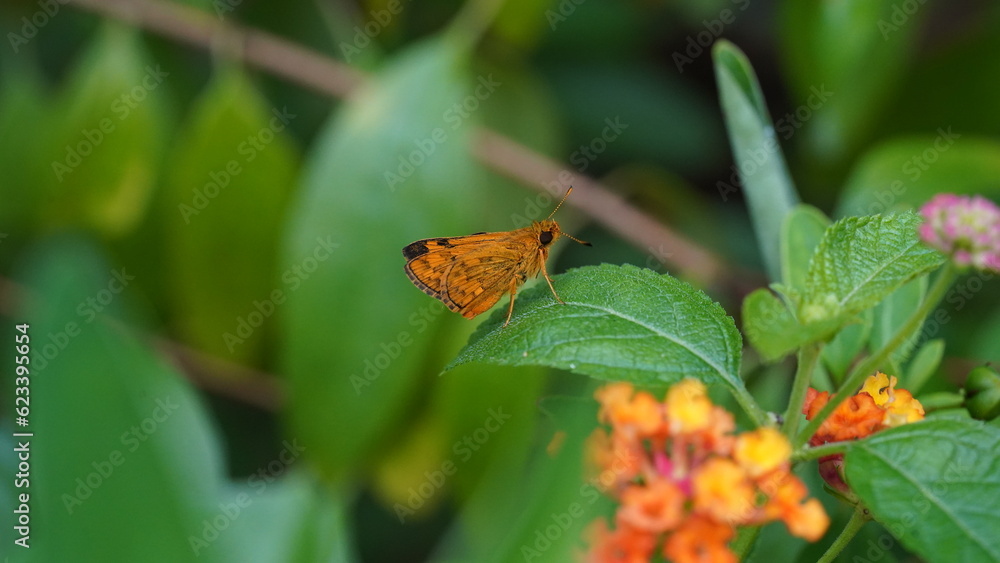 Potanthus Omaha is a butterfly-like insect, this animal is brown-orange ...