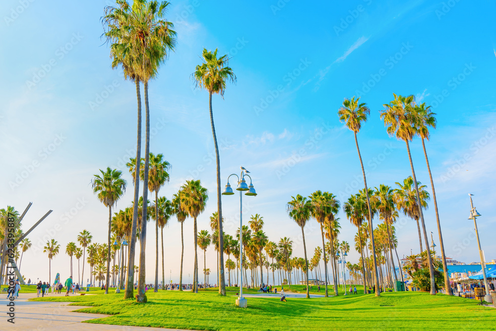 Lush Greenery and Palm Trees at Venice Beach Stock Photo | Adobe Stock