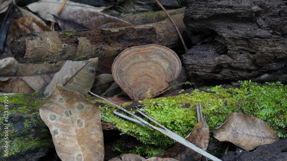 Ganoderma applanatum, commonly known as the Artist's Bracket, Artist's ...