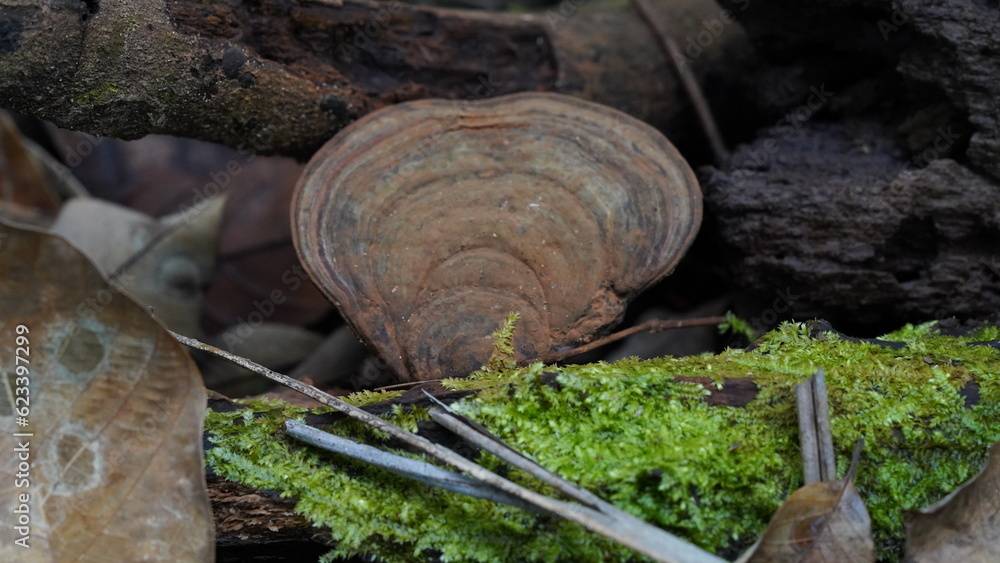 Ganoderma applanatum, commonly known as the Artist's Bracket, Artist's ...