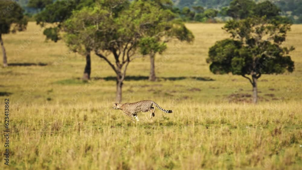 Vidéo Stock Slow Motion of Cheetah Running Fast, Hunting on a Hunt ...