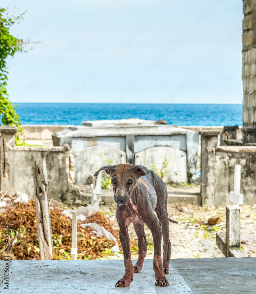 Homeless stray dog,with acute mange,caused by scabies,living alone ...