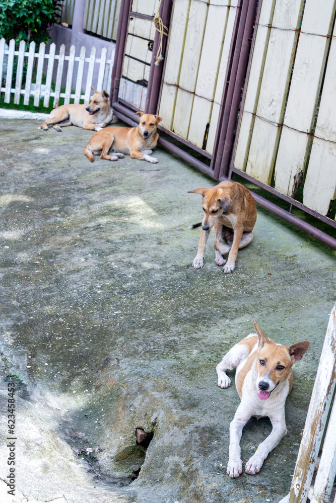 Adorable Filipino street dogs,sitting outdoors in the shade, in Oslob ...