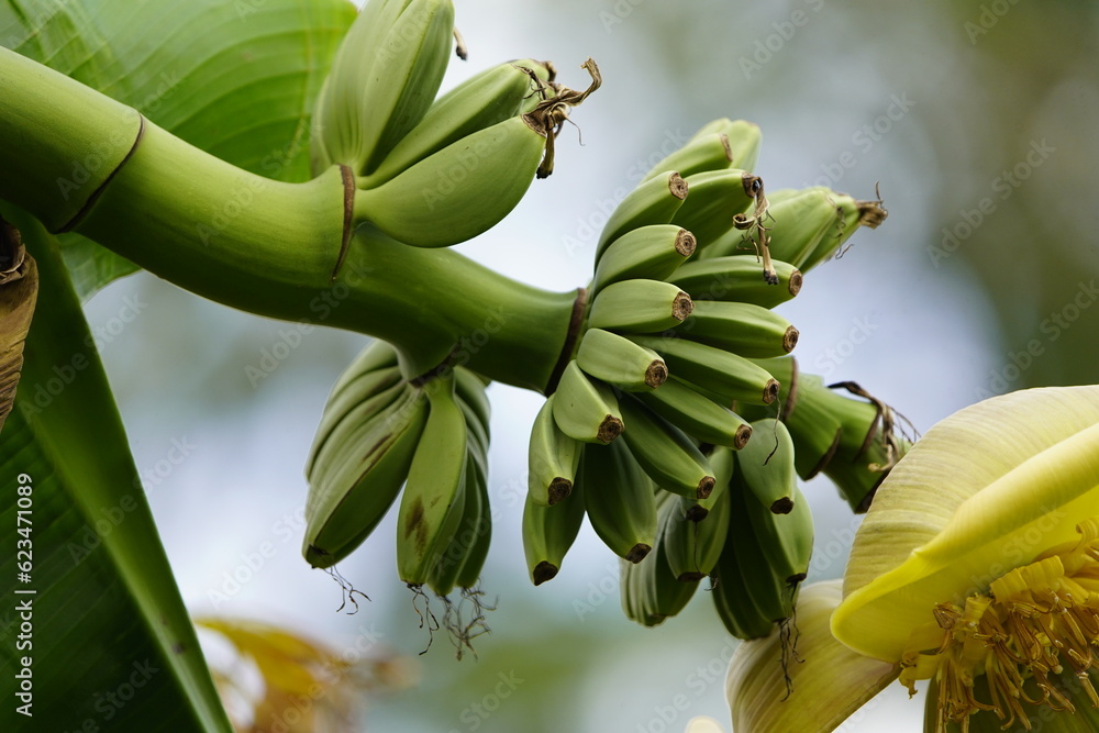 Musa basjoo, known variously as Japanese banana, Japanese fibre banana ...