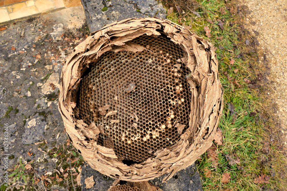 Huge Asian Hornet (Vespa velutina) nest removed from a loft during roof ...