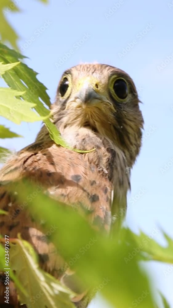 Portrait of a bird of prey against the sky. The falcon is sitting on a ...