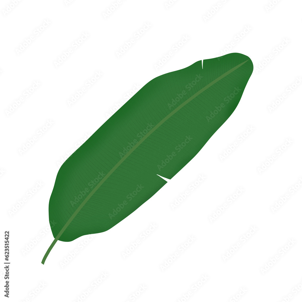 Banana leaves are single leaves. The appearance of the leaves is oblong ...