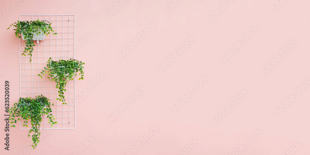 Pink color wall background with tropical vern plants. Free space on the ...