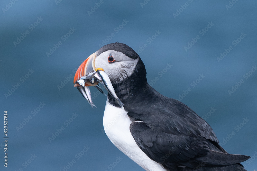 Atlantic puffin with catch of sand eels on the island of Lunga Stock ...
