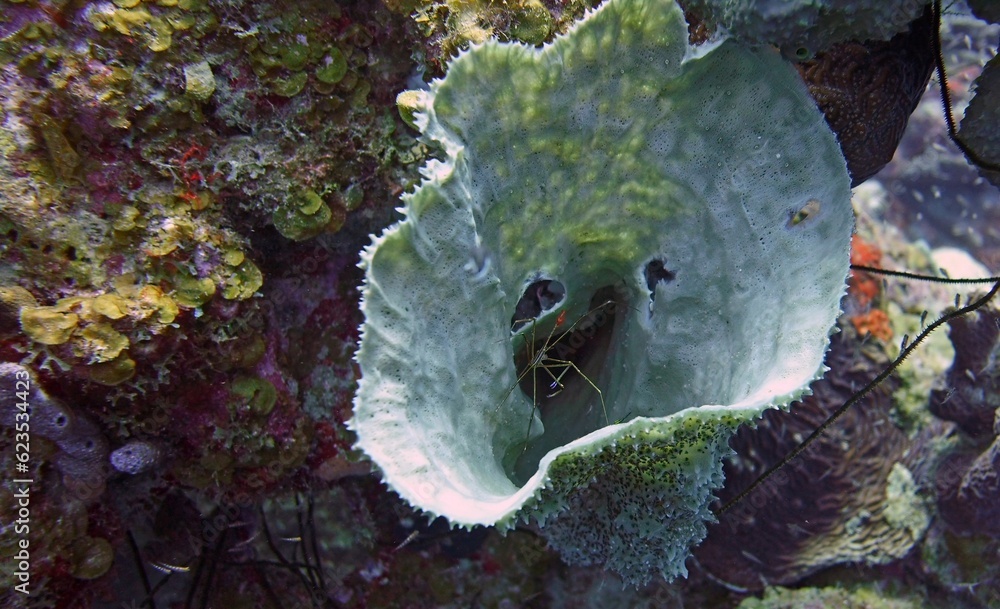 Foto de Underwater closeup of a Stenorhynchus seticornis, also known as ...