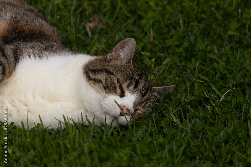 This pretty kitty was posing in the grass for this photoshoot when I ...