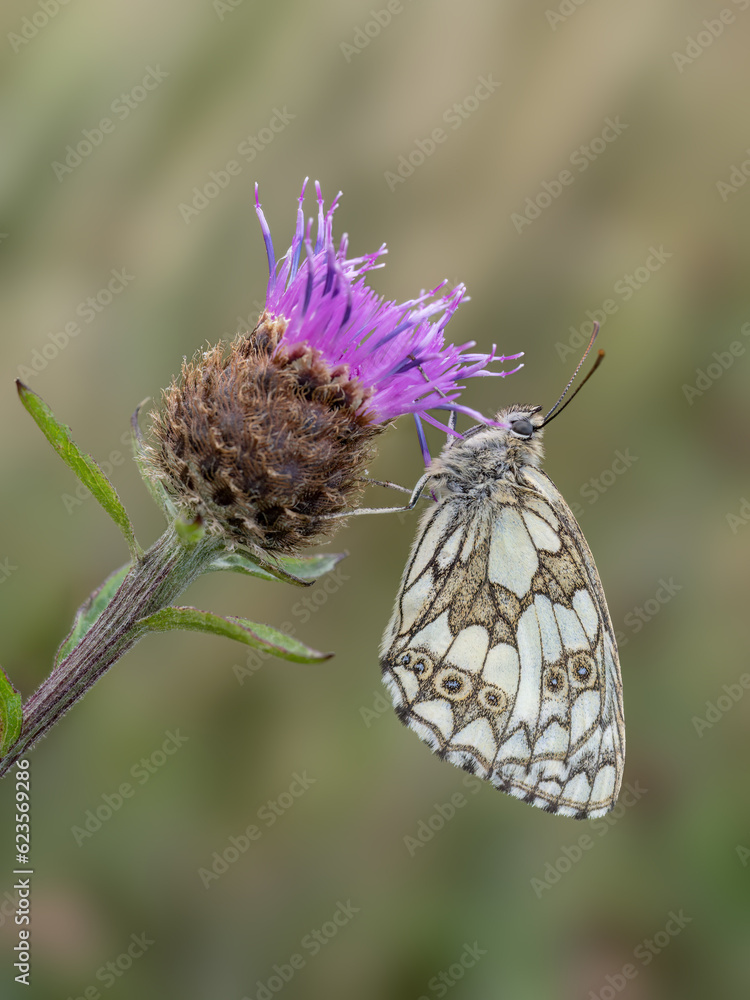 Marbled white butterfly aka Melanargia galathea on purple knapweed ...