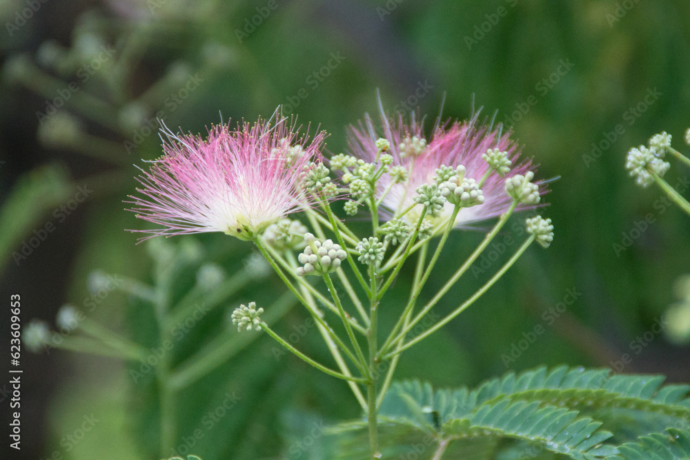 Albizia julibrissin tree in bloom, the Persian silk tree, pink mimosa ...