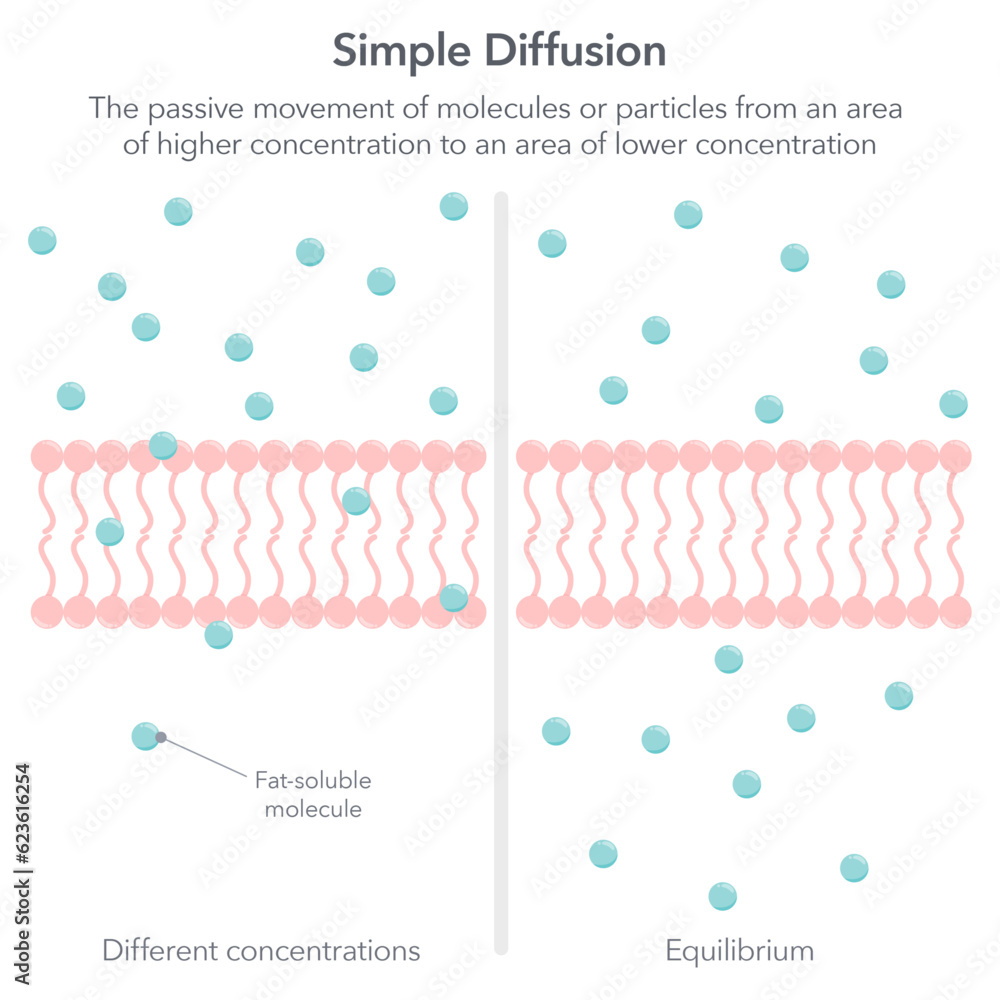Simple diffusion biology vector illustration infographic Stock Vector ...