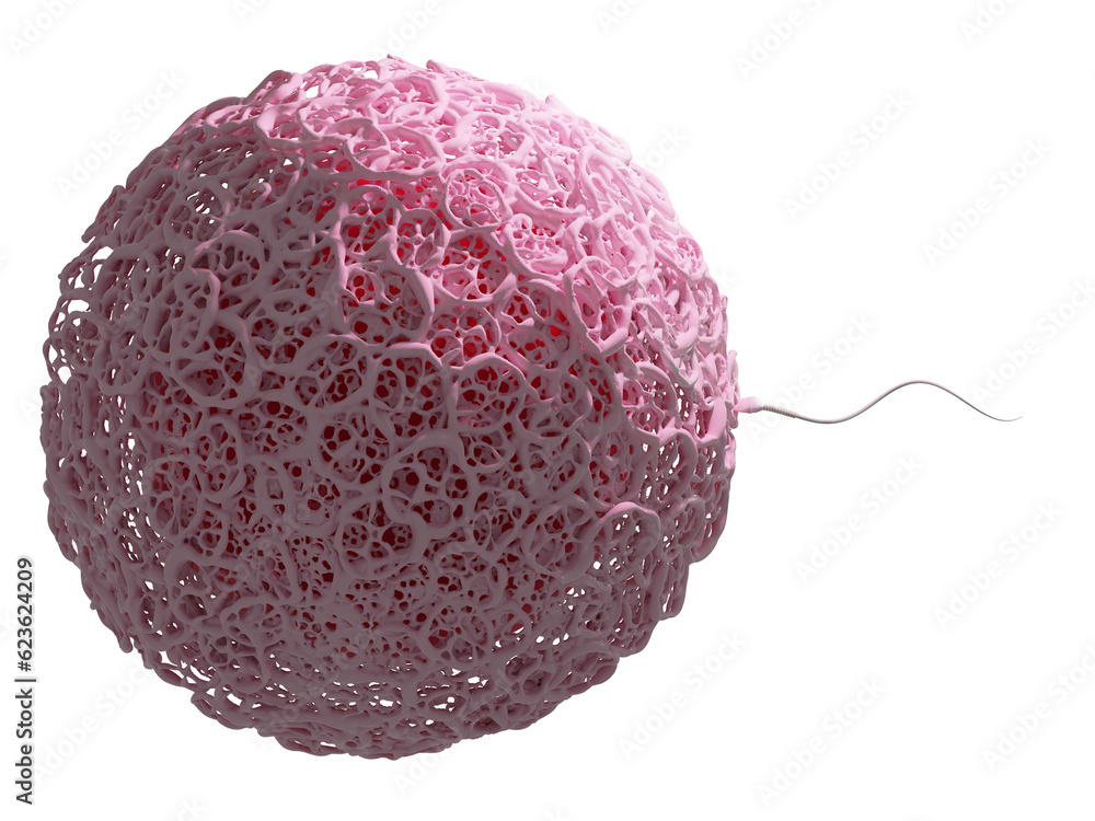 Illustration of human fertilization. A realistic 3D illustration of the ...