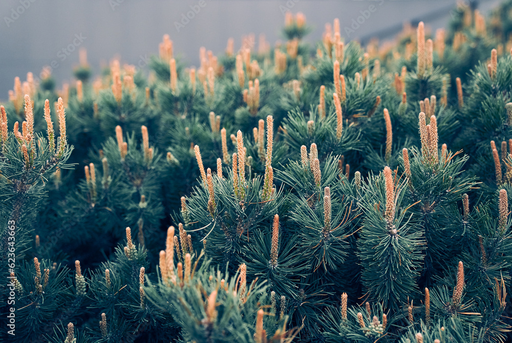 Branches of a creeping pine close-up. Background texture of fluffy tree ...