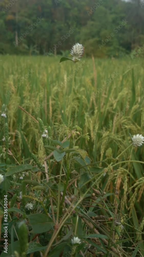 The famous rice plant is the most popular crop of farmers in the ...