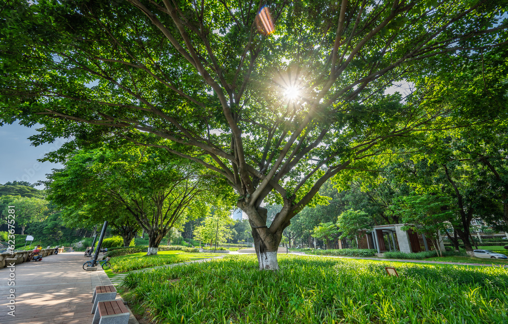 Big banyan tree in the green belt of Yanjiang Park, Zengcheng District ...