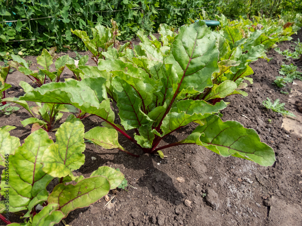 Beet (Beta vulgaris) plant seedlings growing in a vegetable bed with ...