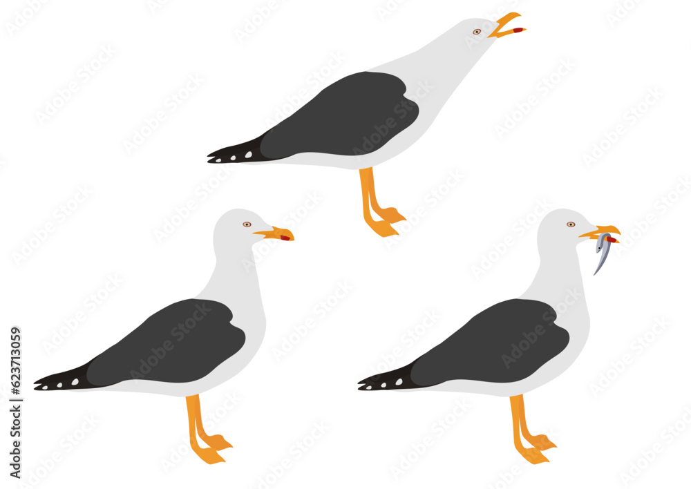 Set of yellow-legged gull bird. Larus michahellis isolated on white ...