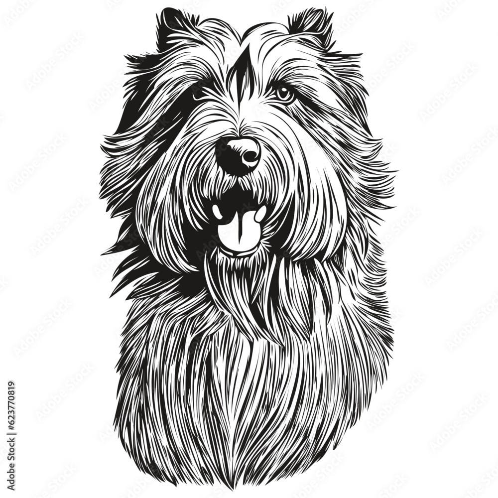 Bearded Collie dog realistic pet illustration, hand drawing face black ...