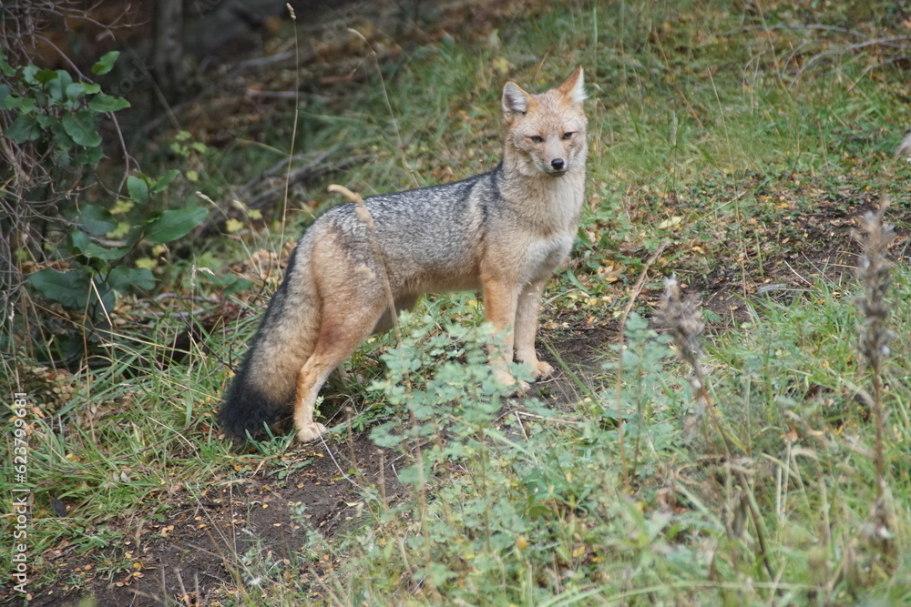 Zorro gris patagónico hembra, adulta fotografiado en el Parque Nacional ...