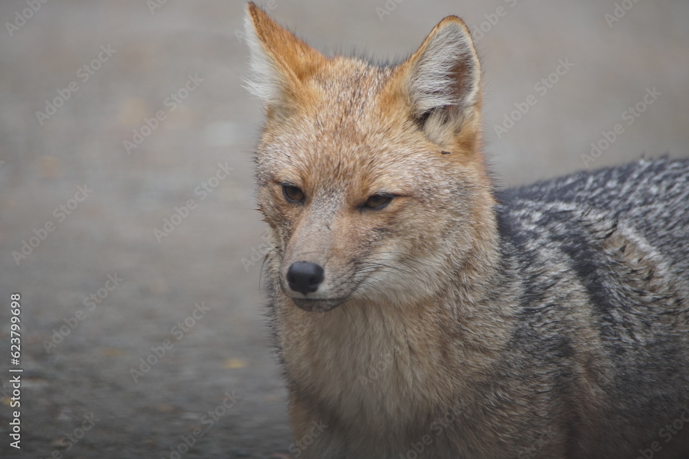 Zorro gris patagónico hembra, adulta fotografiado en el Parque Nacional ...