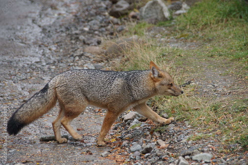 Foto de Zorro gris patagónico hembra, adulta fotografiado en el Parque ...