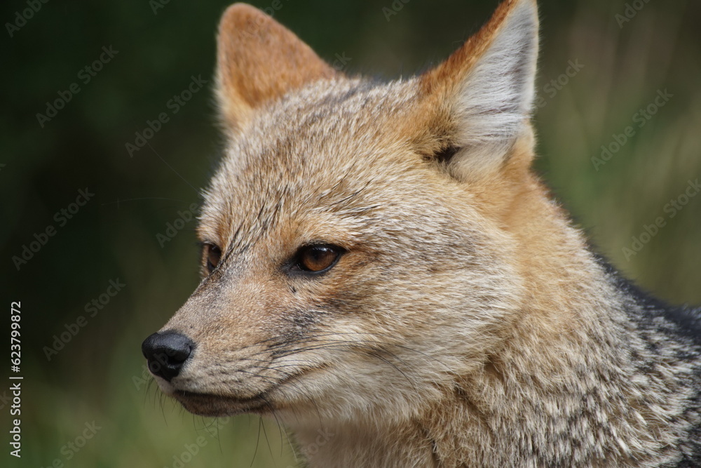 Zorro gris patagónico hembra, adulta fotografiado en el Parque Nacional ...