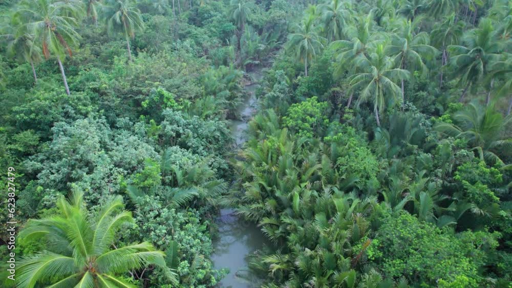 rivière (ou ruisseau) tropical, eau bleu et foret de palmiers vert au ...