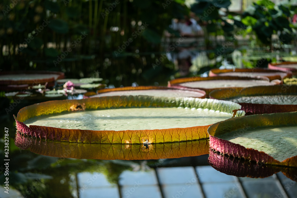 Greenhouse with tropical Victoria Amazonica. Pond in glasshouse with ...
