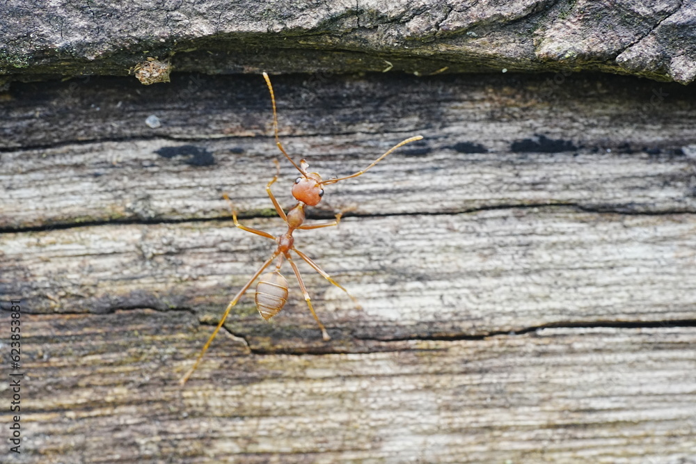 Oecophylla smaragdina, commonly known as the weaver ant or green tree ...