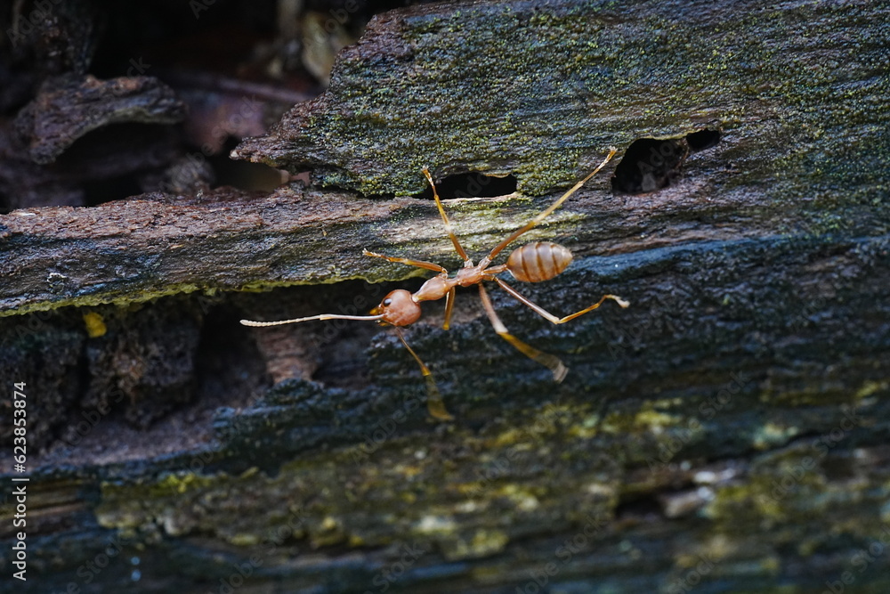 Oecophylla smaragdina, commonly known as the weaver ant or green tree ...