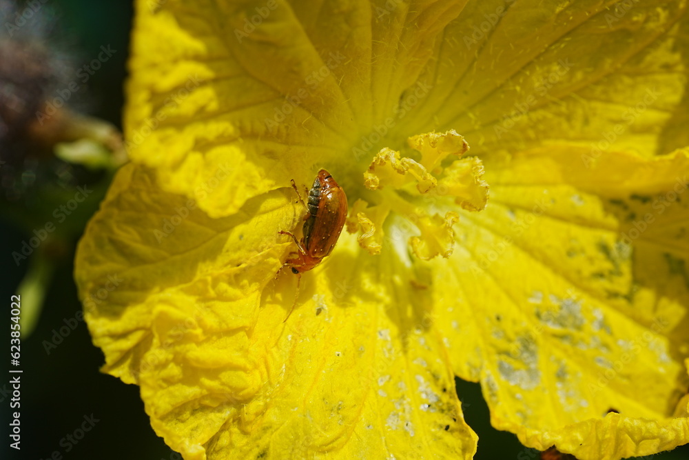 Aulacophora indica, commonly known as the Indian Aulacophora beetle or ...