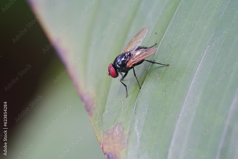 Ophyra is a genus of flies belonging to the family Muscidae, commonly ...