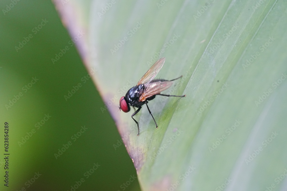 Ophyra is a genus of flies belonging to the family Muscidae, commonly ...