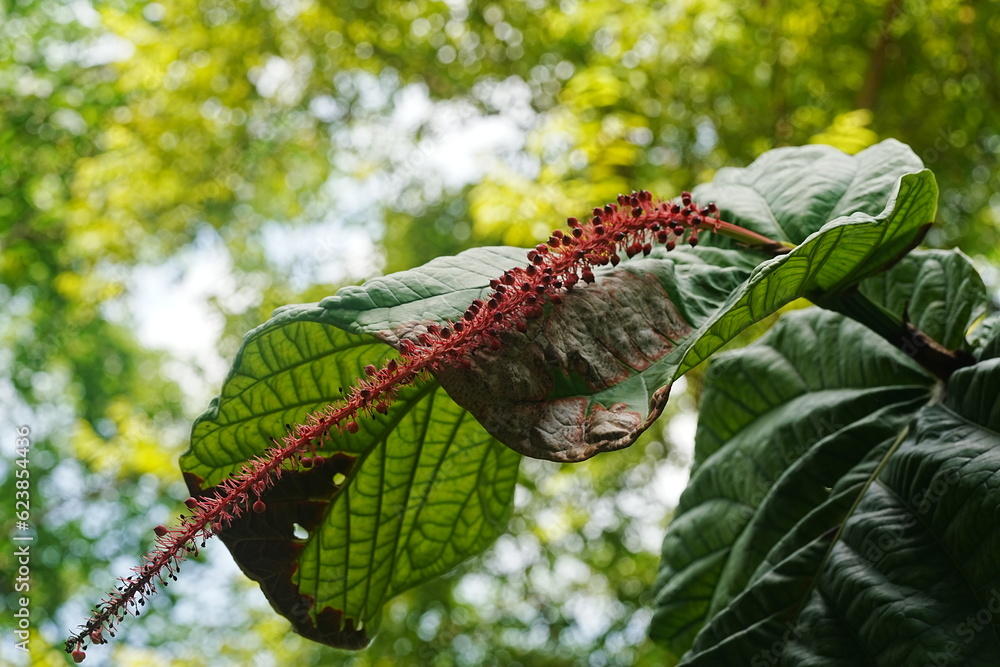 Coccoloba rugosa, commonly known as the wrinkled-leaved or sea grape ...
