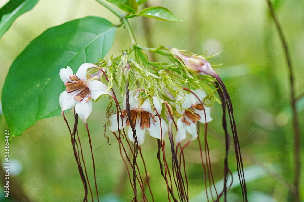 Strophanthus kombe is a plant species native to tropical Africa ...