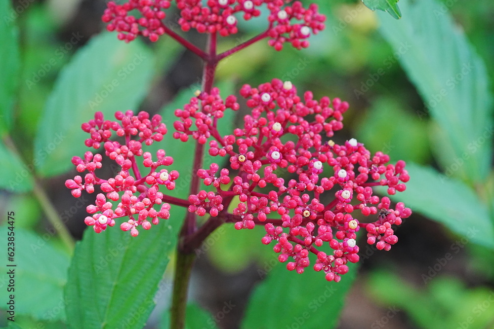 Leea rubra, commonly known as "Red Leea" or "Hawaiian Holly," is a ...