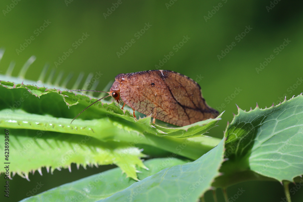 Hook-winged Lacewing (Drepanepteryx phalaenoides). A predatory insect ...