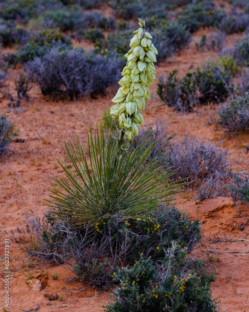 Yucca angustissima, also known as narrowleaf yucca, in the northern ...