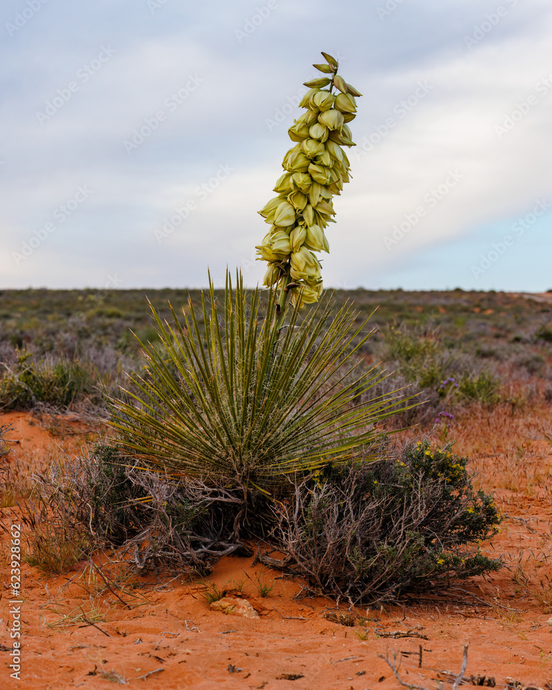 Yucca angustissima, also known as narrowleaf yucca, in the northern ...