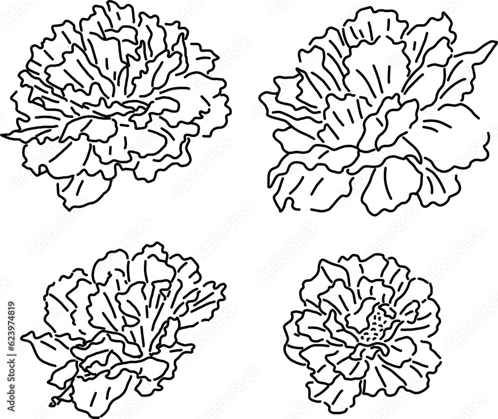 hand drawn Rose moss head, free hand drawing, Portulaca Grandiflora ...