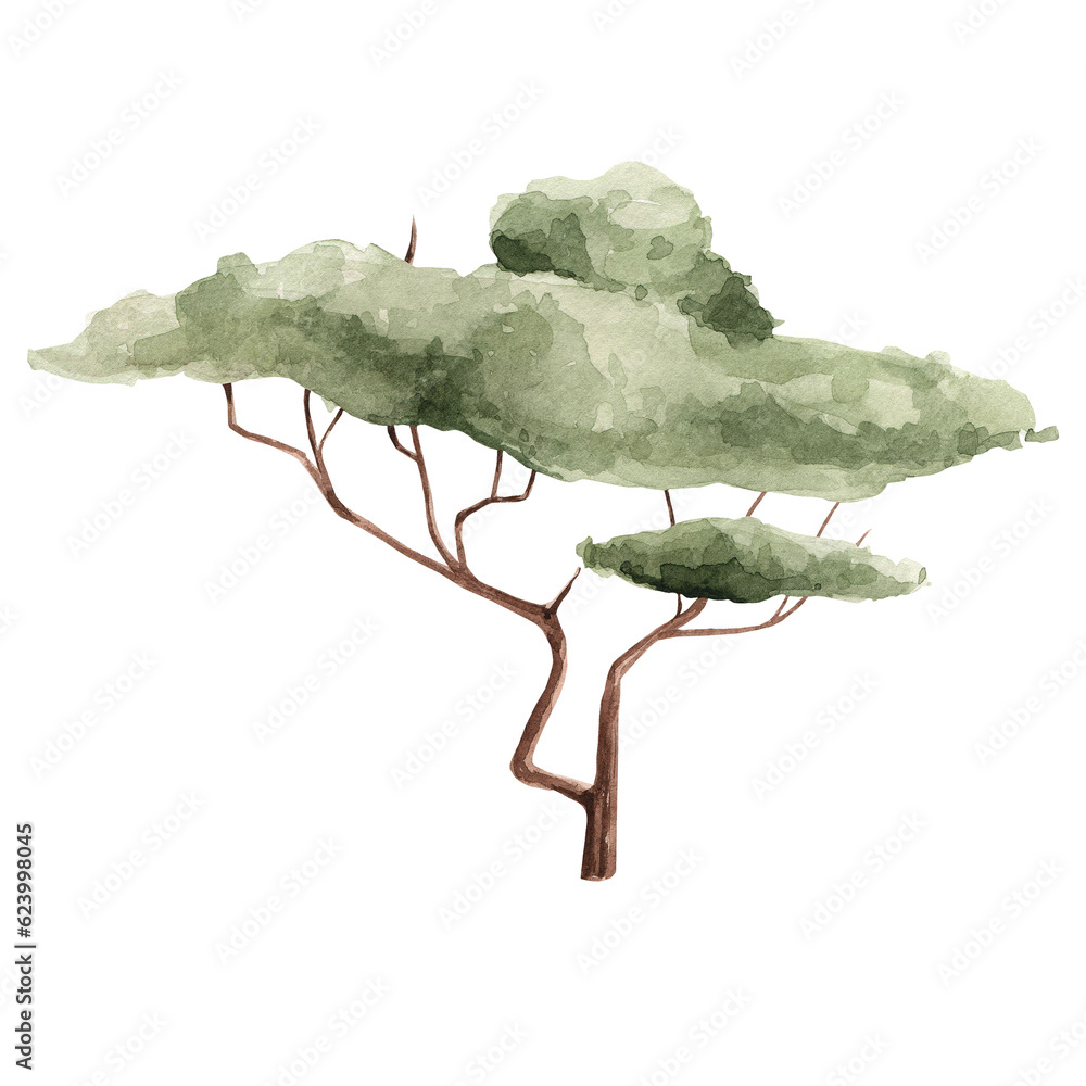 Watercolor safari tree on isolated background. African plant acacia ...
