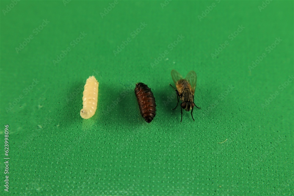 Housefly life cycle: Larva, pupa and, adult housefly isolated on a ...