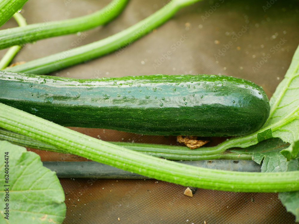 Farm field zucchini bio courgette harvest vegetable garden squash ...
