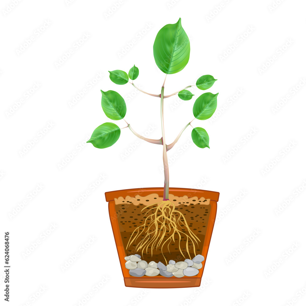 Flowerpot cross section. Root system in cutaway flower pot. Green plant ...